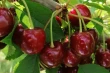 The BBCH Scale of Cherries