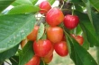 Royal Ann revival: Oregon growers return to cherry processing in ...