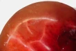 The BBCH Scale of Cherries